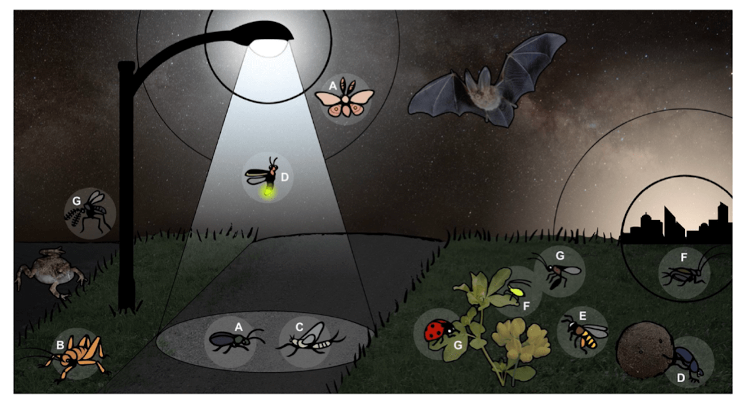 Artificial light at night: its effects on wildlife (and us) - Rachel ...